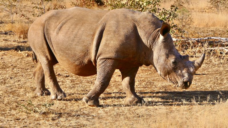 Wheretostay South Western Africa : Etosha
